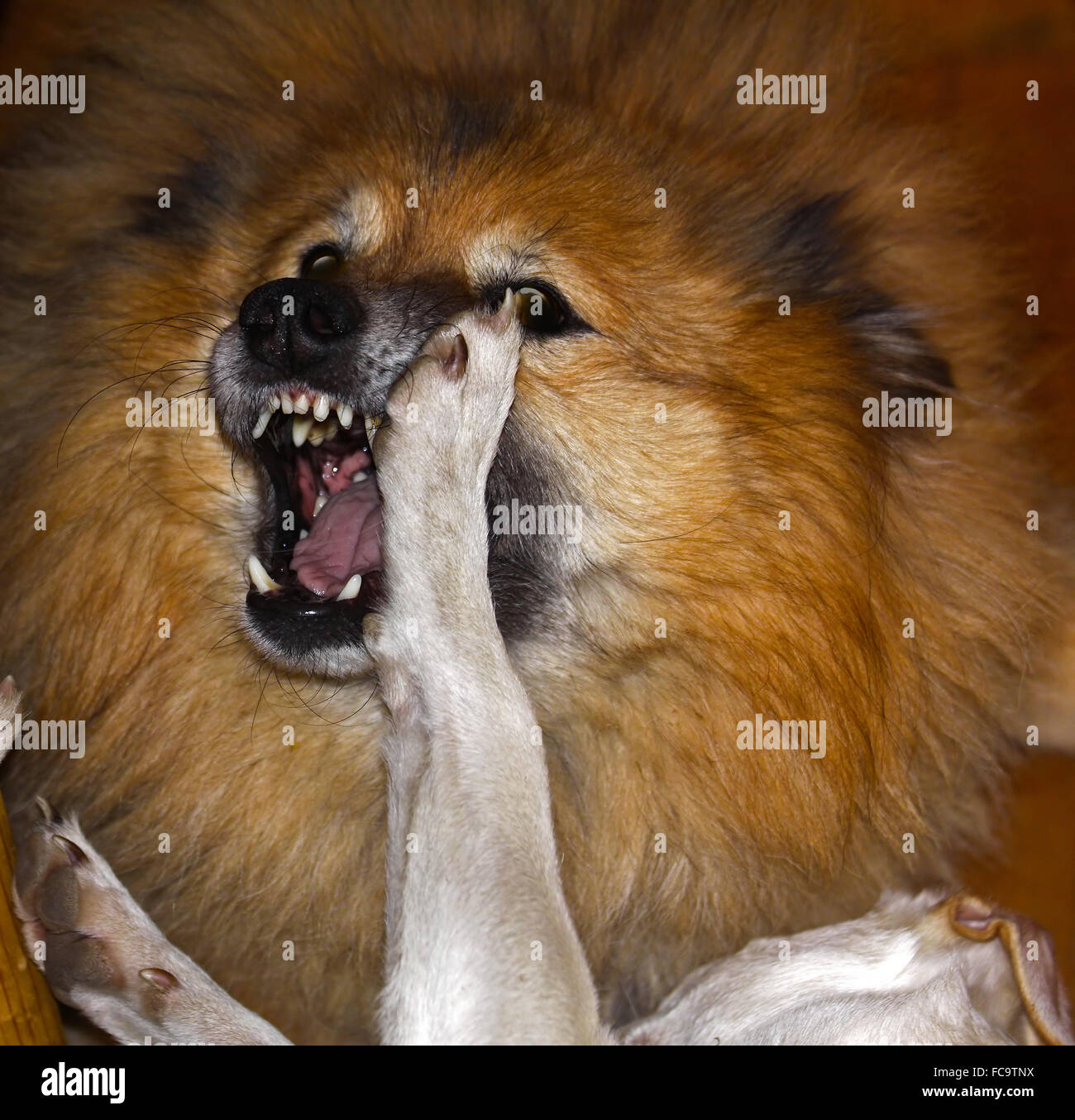 Dogfight hi-res stock photography and images - Alamy