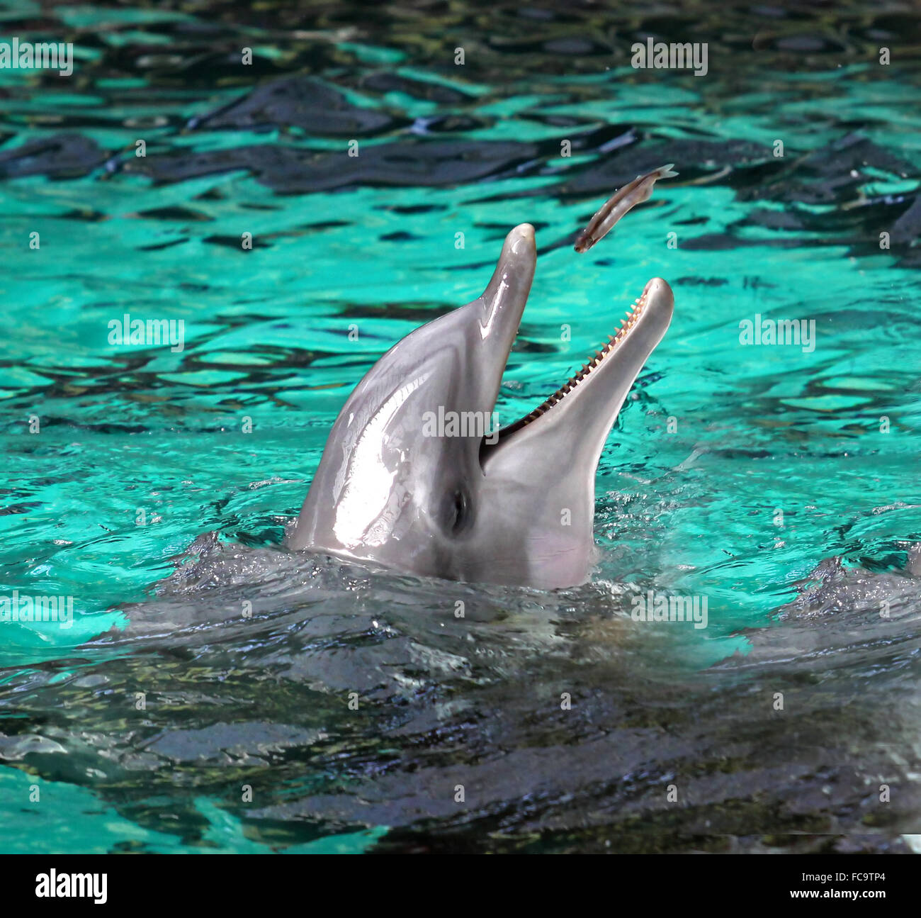 Gray dolphin hi-res stock photography and images - Alamy