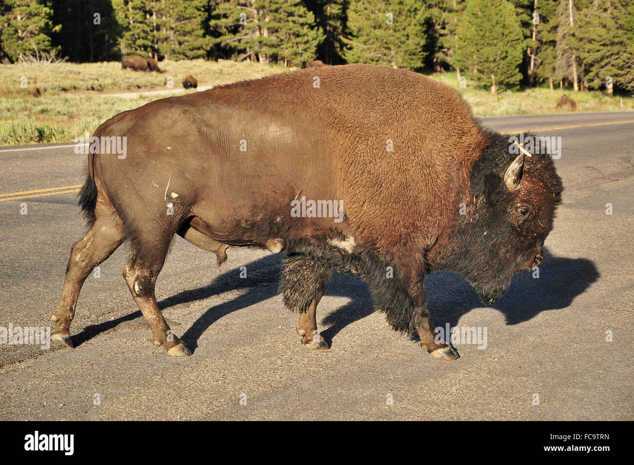 Usa bison bison bulle hi-res stock photography and images - Alamy