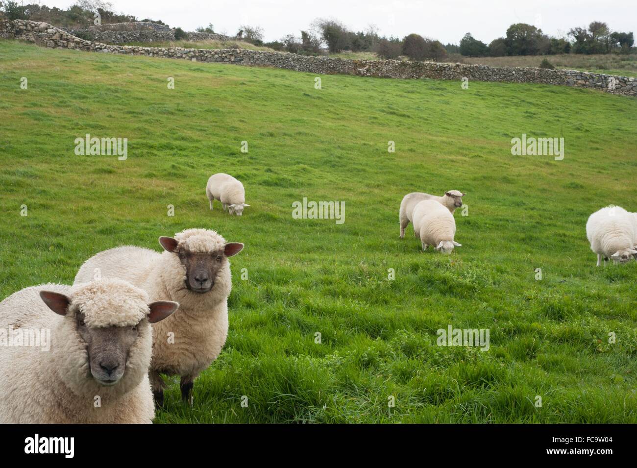 Irish sheep cattle Stock Photo - Alamy