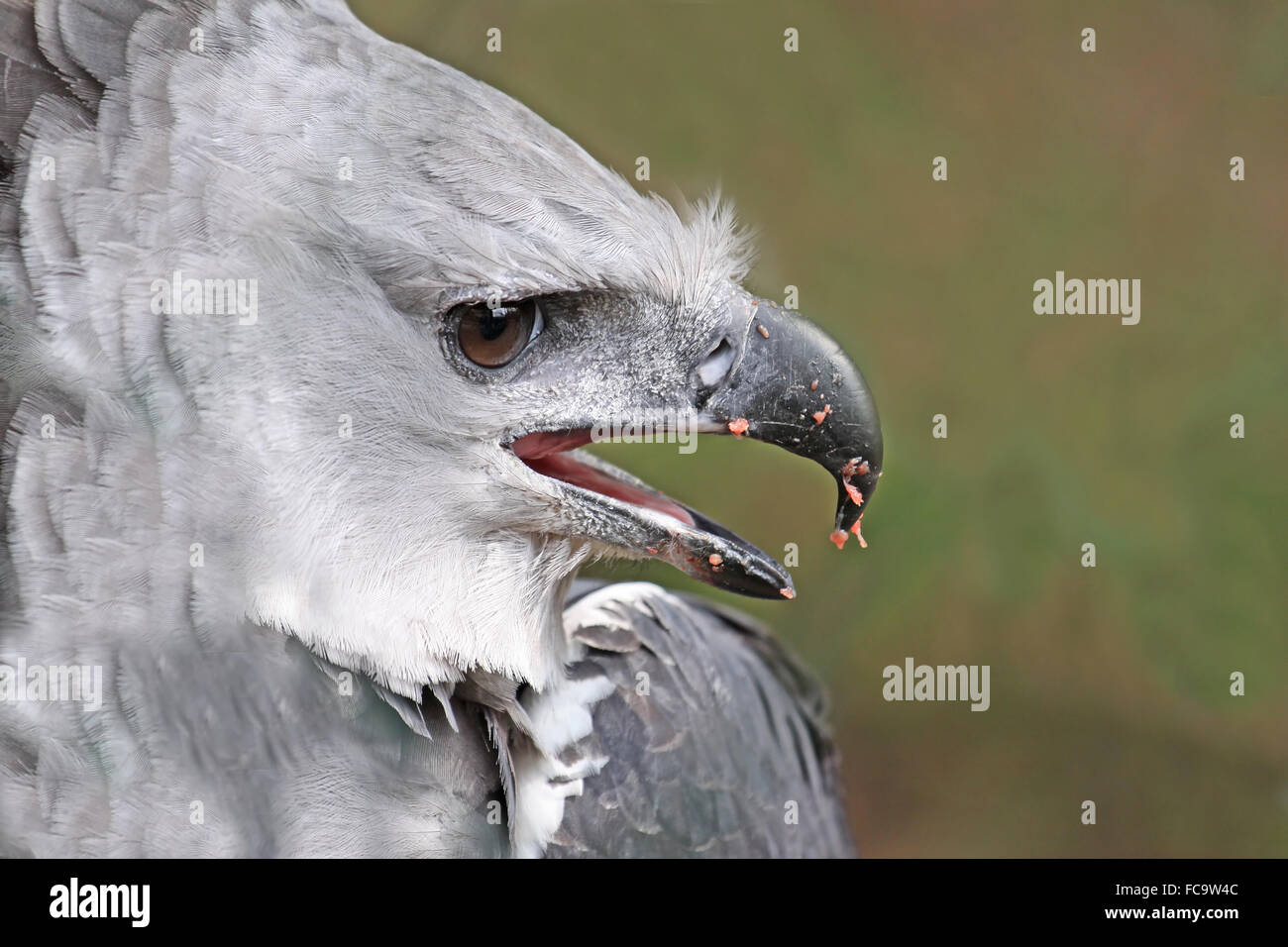 Harpy jungle hi-res stock photography and images - Alamy