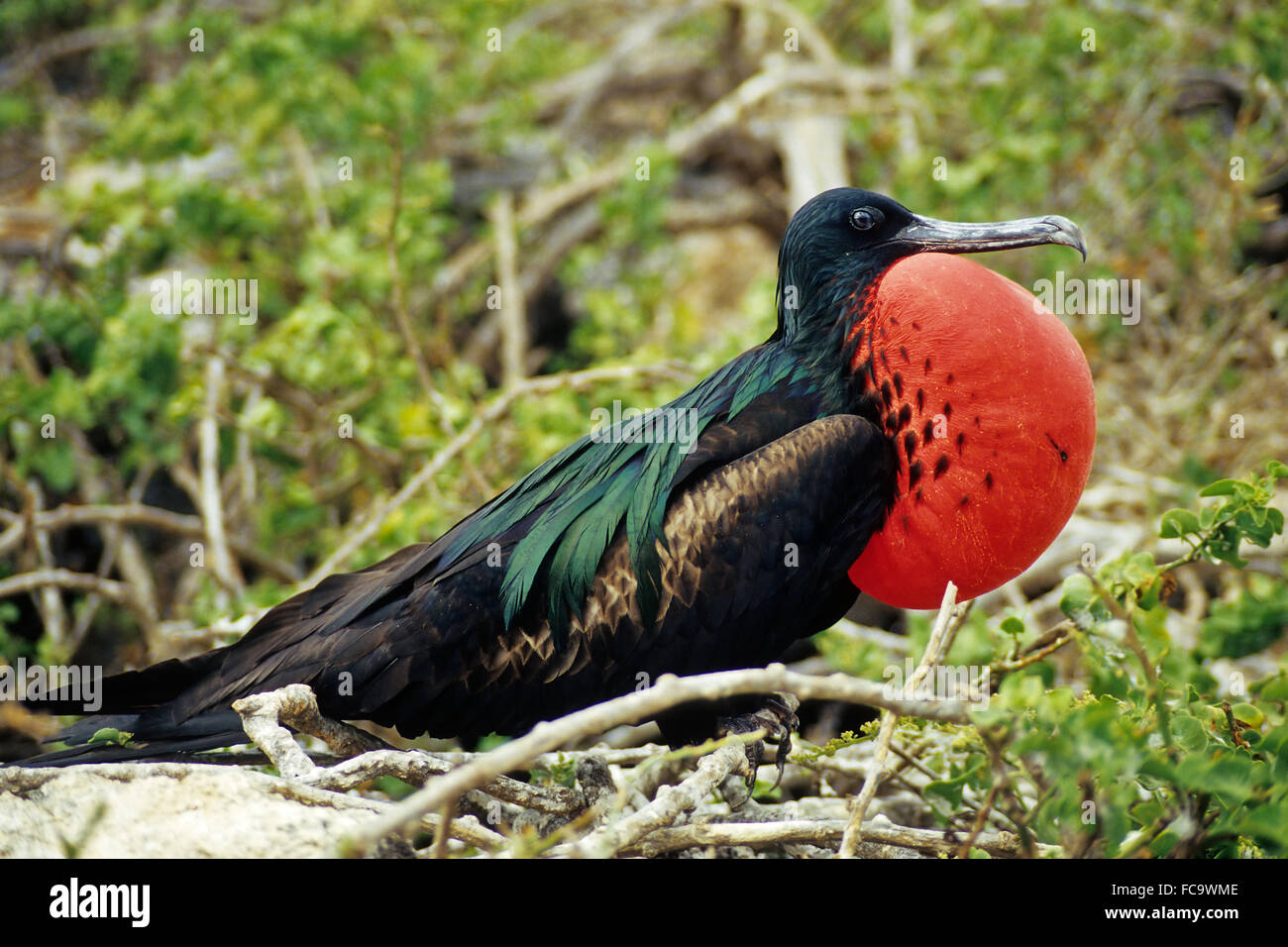 Frigate bird raptor hi-res stock photography and images - Alamy