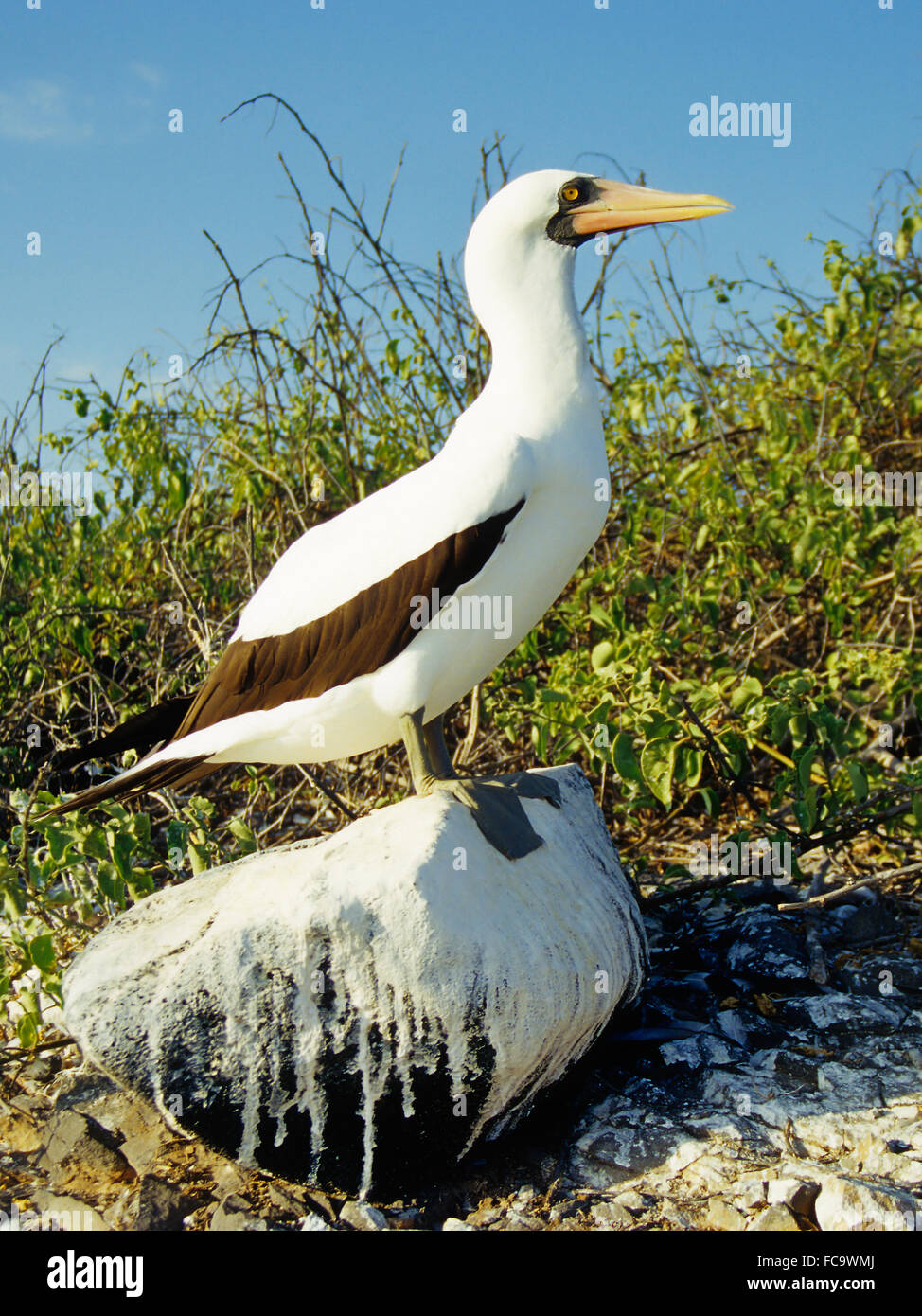 Galapagos masked booby bird hi-res stock photography and images - Alamy