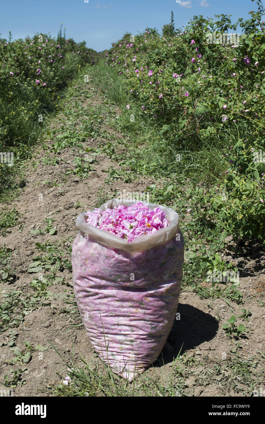 Plantation crops roses Stock Photo - Alamy