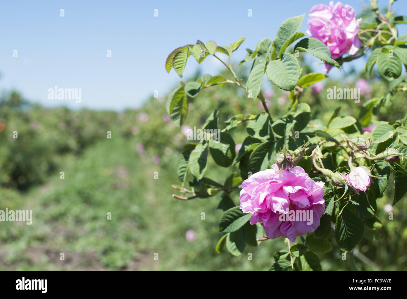 Plantation crops roses Stock Photo - Alamy