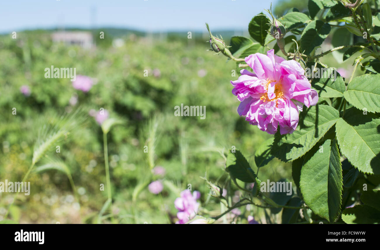Plantation crops roses Stock Photo - Alamy