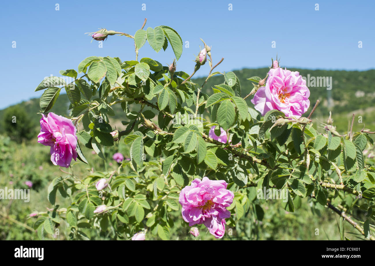 Plantation crops roses Stock Photo - Alamy