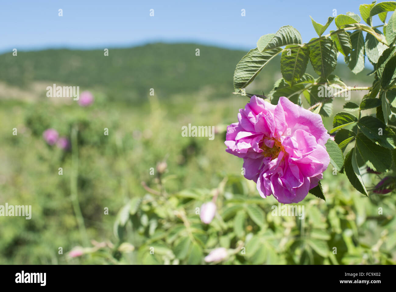 Plantation crops roses Stock Photo - Alamy