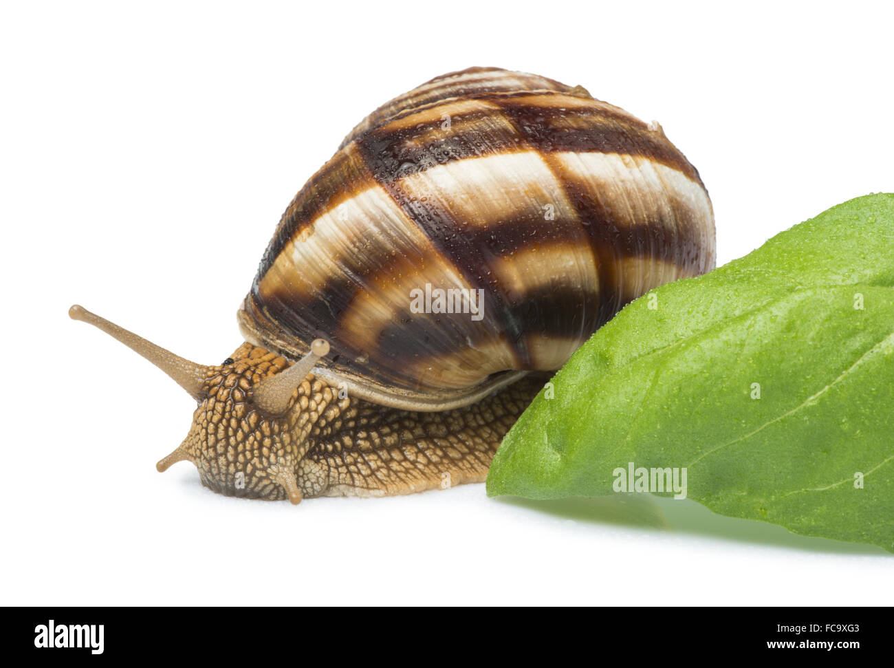 White isolated snail Stock Photo - Alamy