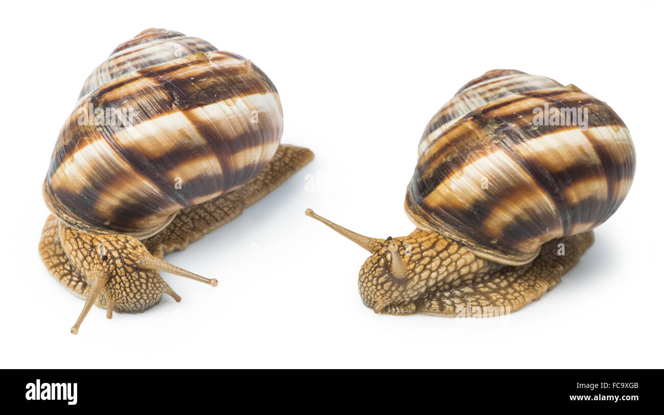 White isolated snail Stock Photo - Alamy