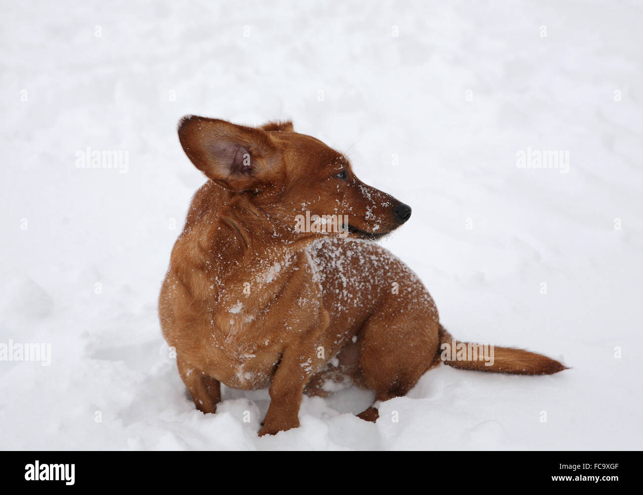 Dog dachshund in the deep snow Stock Photo - Alamy