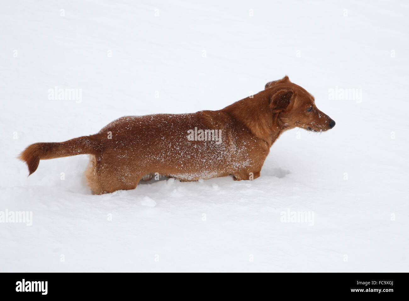 Dog dachshund in the deep snow Stock Photo - Alamy