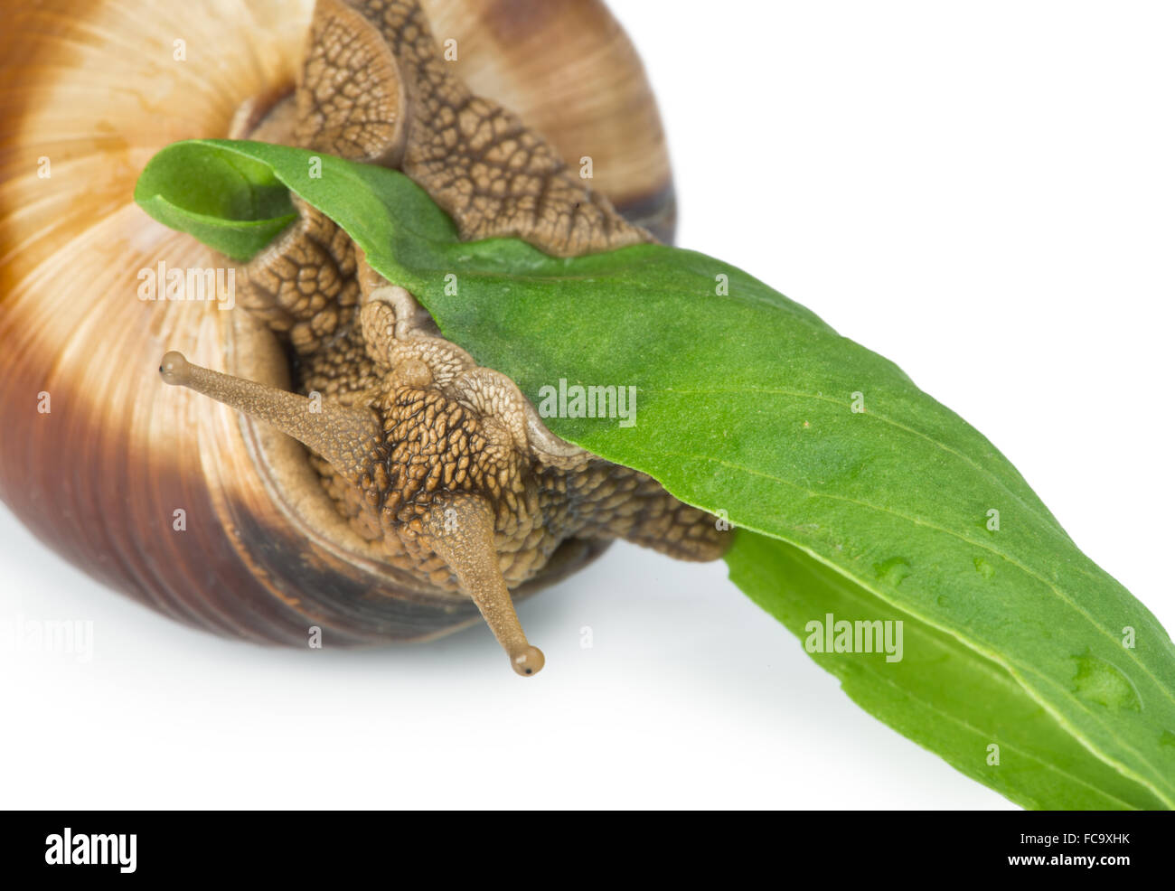 Snail and green leaf Stock Photo - Alamy