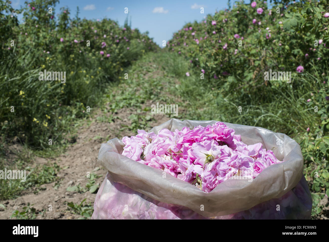 Plantation crops roses Stock Photo - Alamy