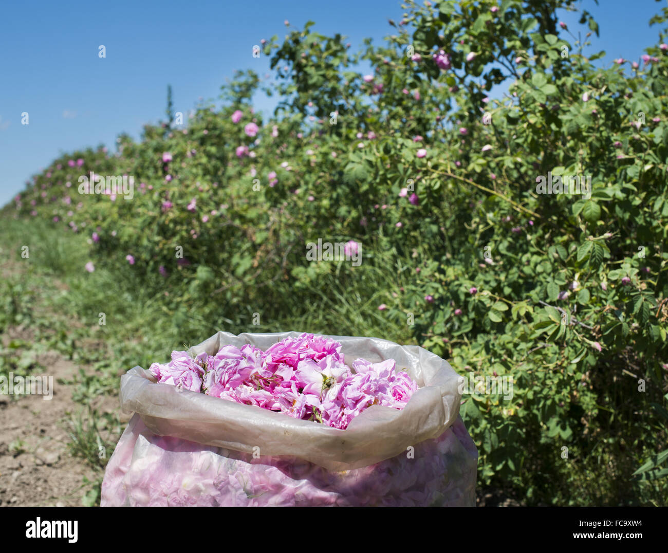 Plantation crops roses Stock Photo - Alamy