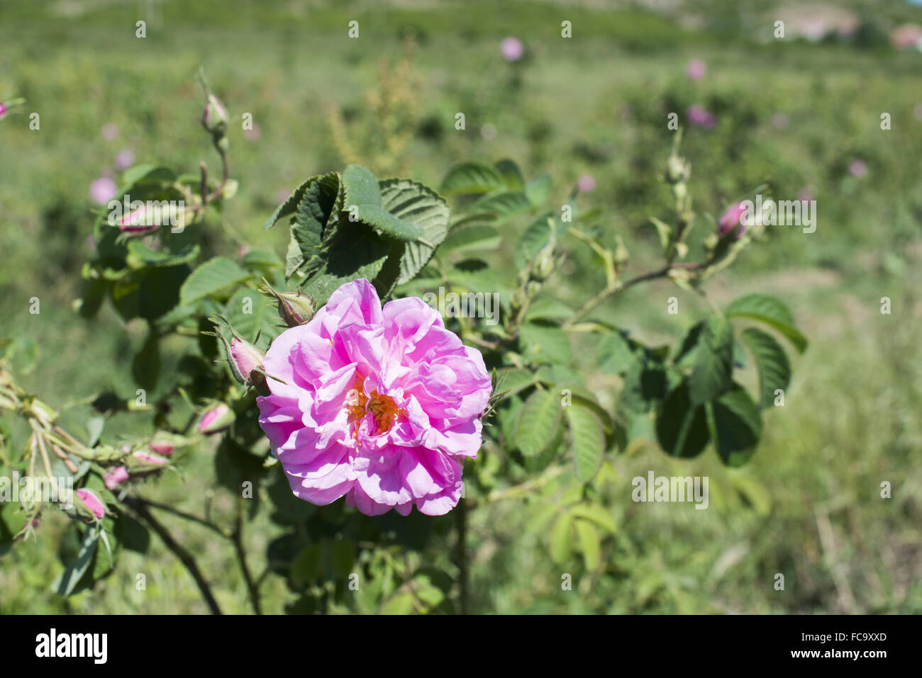 Plantation crops roses Stock Photo - Alamy