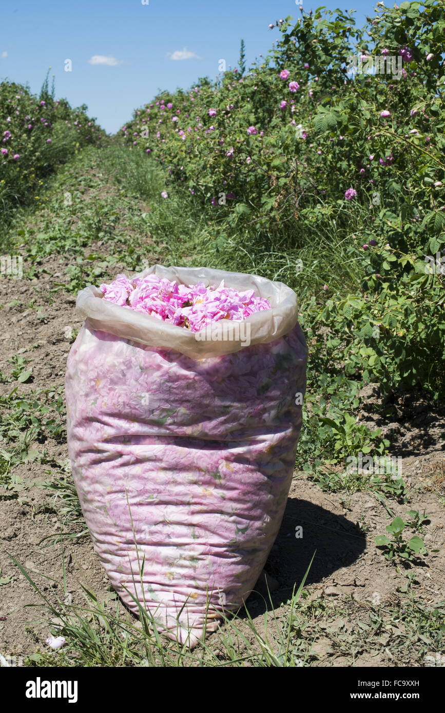 Plantation crops roses Stock Photo - Alamy