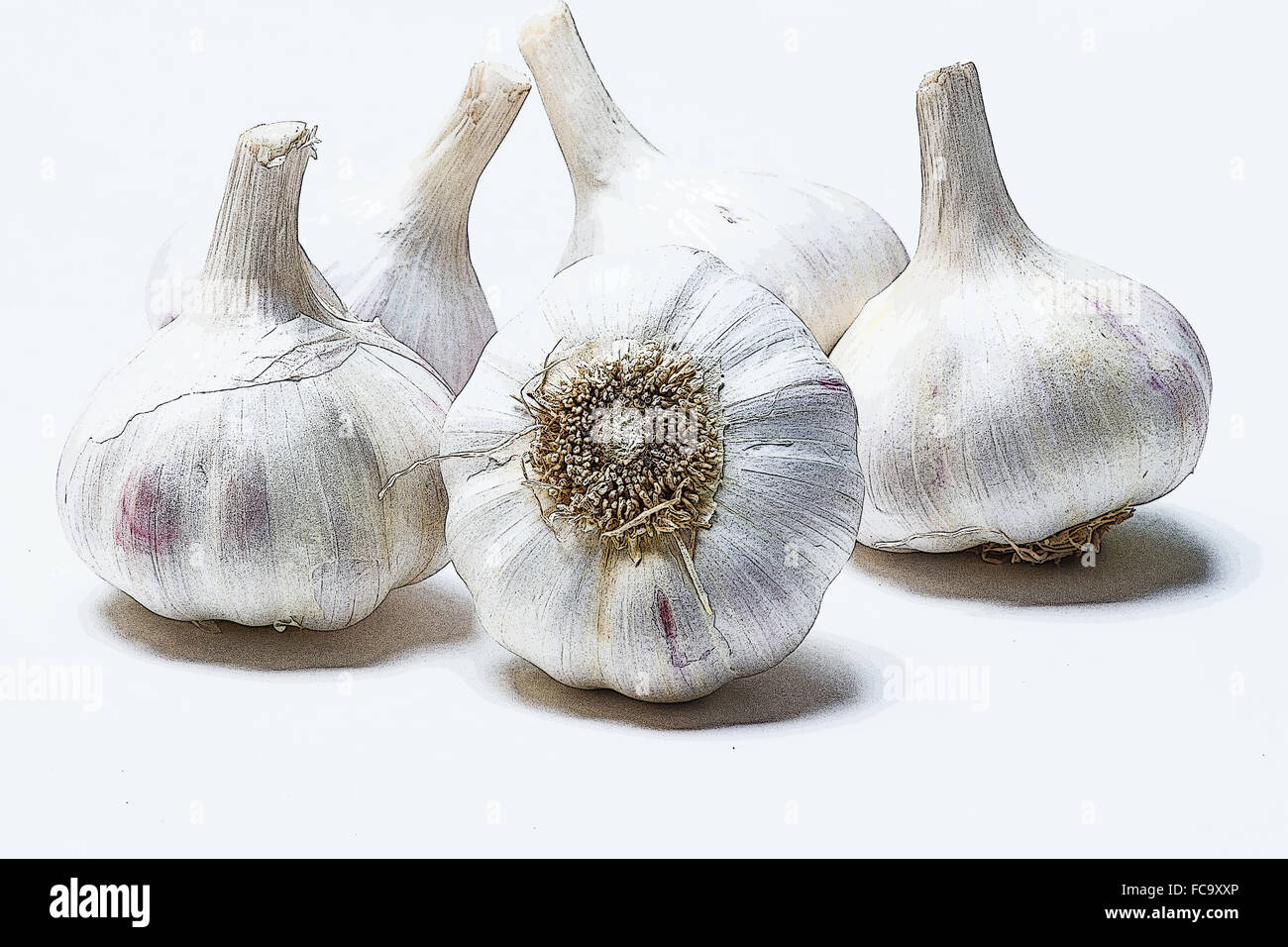 Garlic bulbs on white background Stock Photo - Alamy