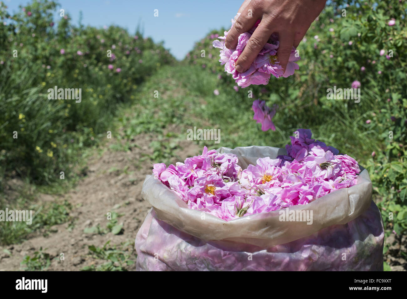 Plantation crops roses Stock Photo - Alamy