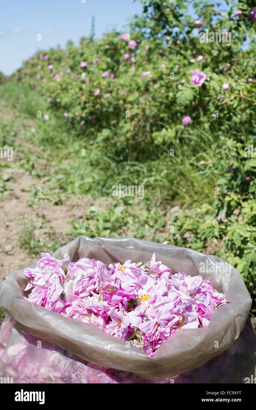 Roses plantation hi-res stock photography and images - Alamy