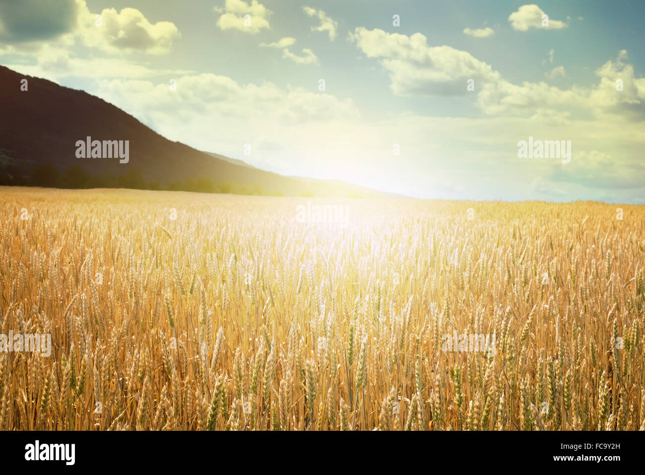 Cereal crops and sunlight Stock Photo - Alamy