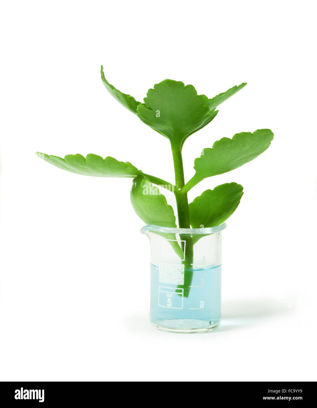 Agronomy lab Cut Out Stock Images & Pictures - Alamy