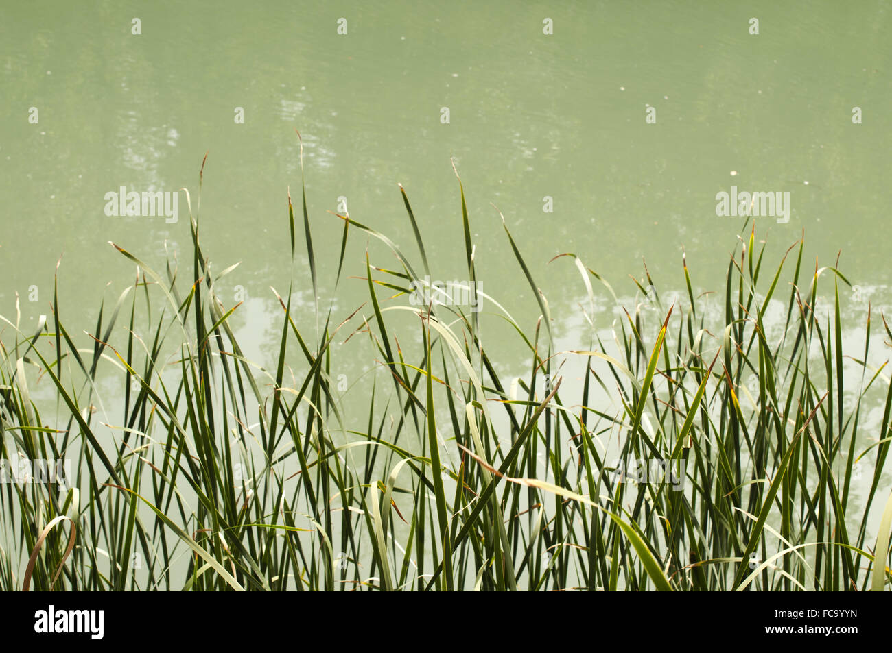 Cane in River Stock Photo - Alamy