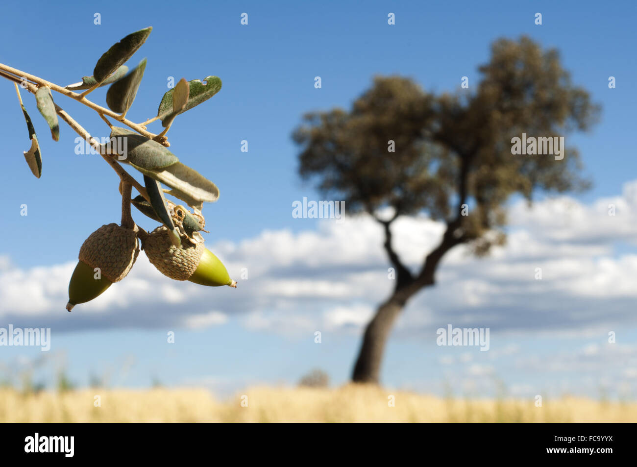 Acorns tree and arcon Stock Photo - Alamy