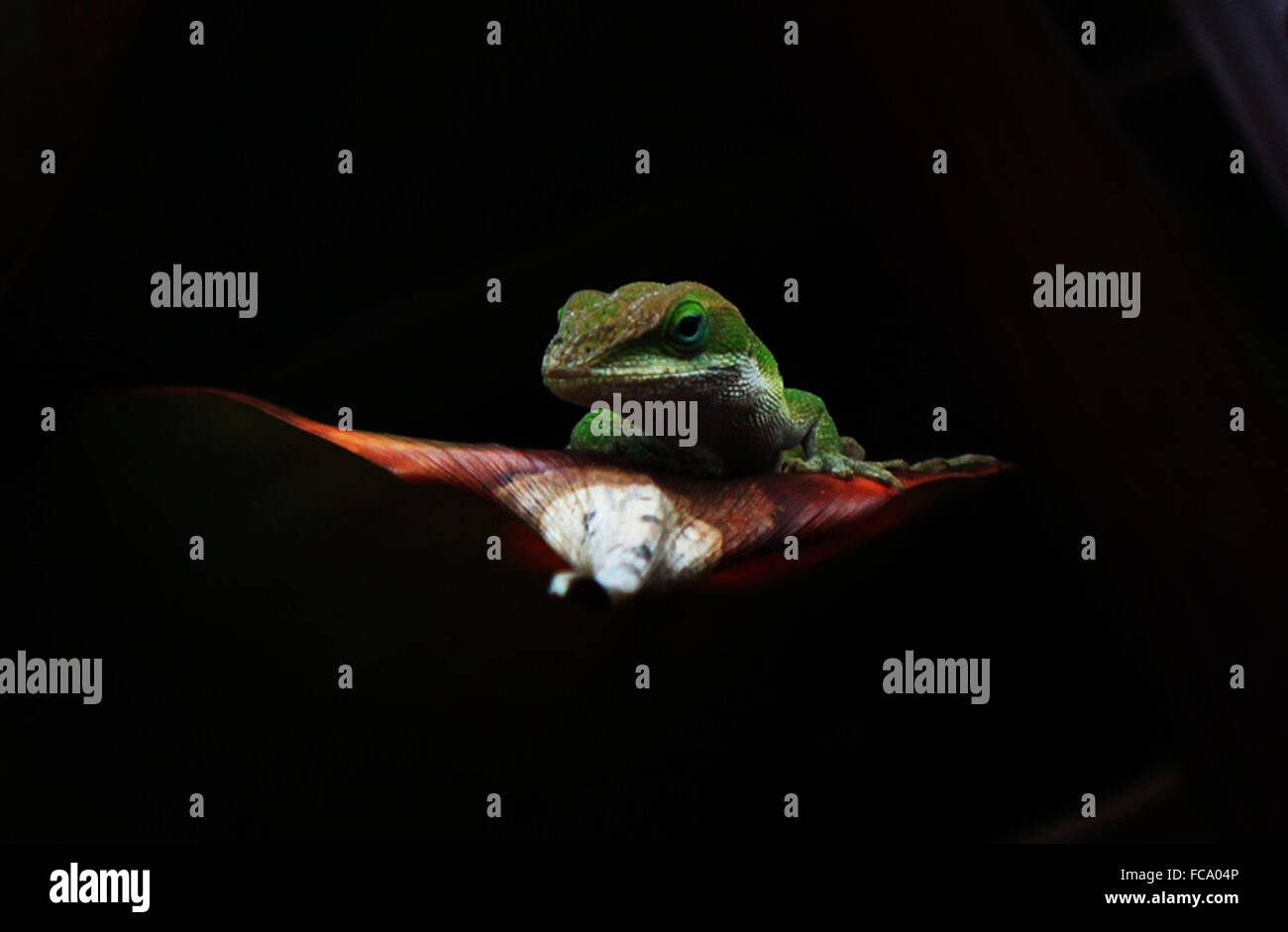 Hawaiian gecko hi-res stock photography and images - Alamy