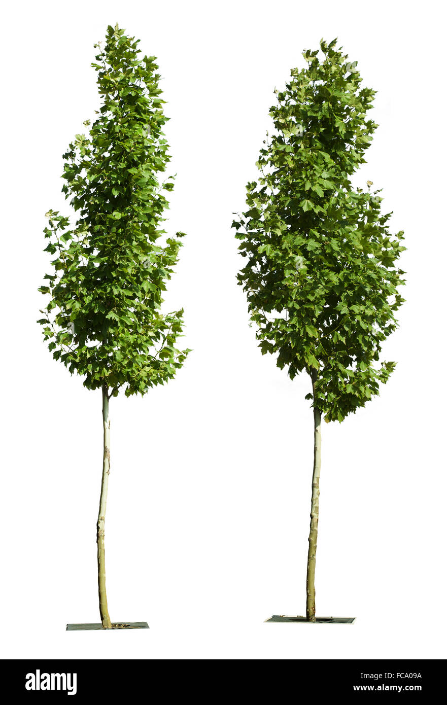 Green trees isolated on white Stock Photo - Alamy