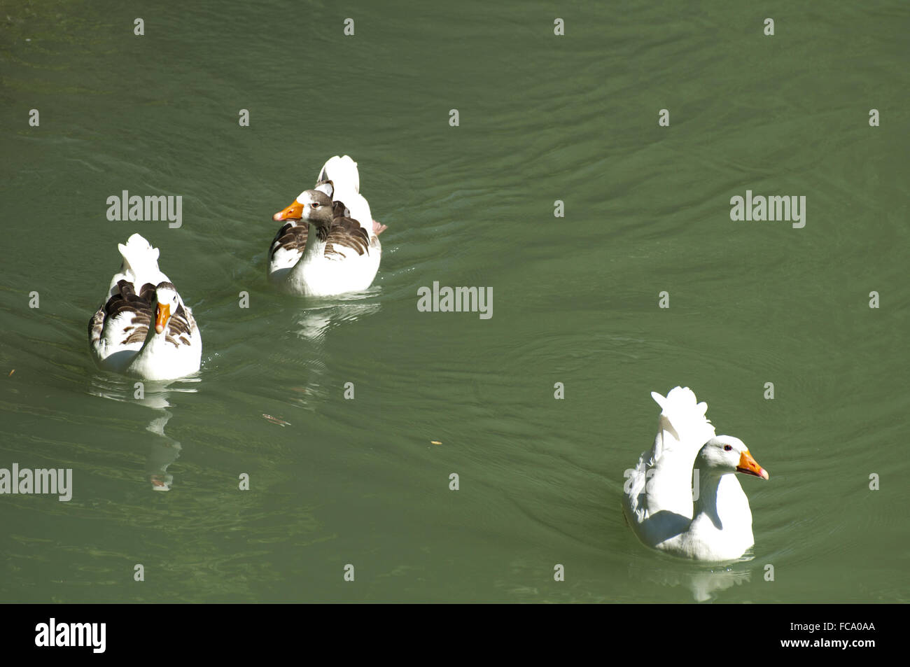 Ducks in the river and reeds Stock Photo - Alamy
