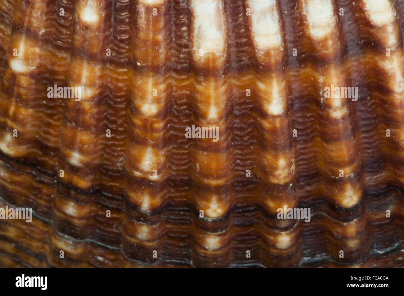 Part of shell very close up for background Stock Photo - Alamy