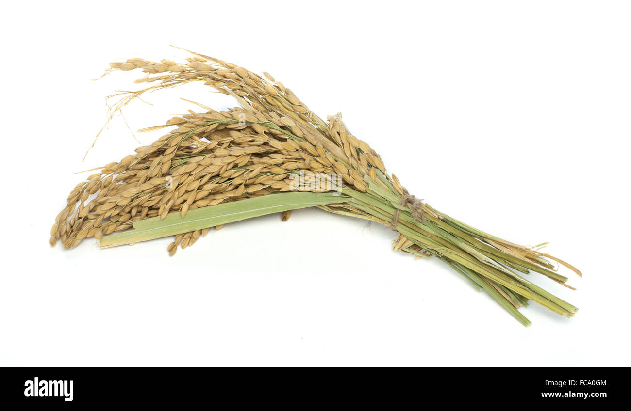 Rice branch baldo Stock Photo - Alamy