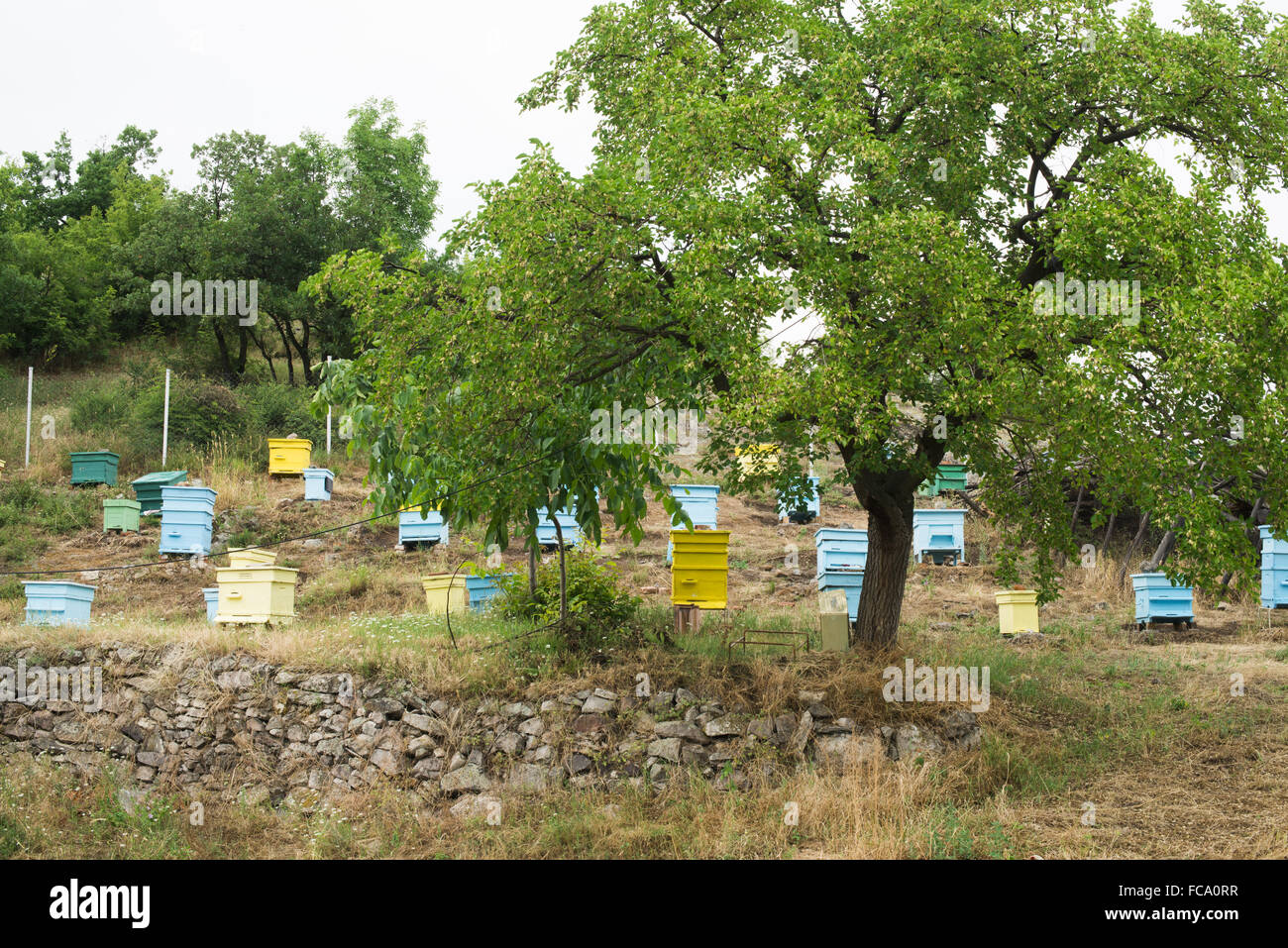 Meadow with bee hives Stock Photo - Alamy