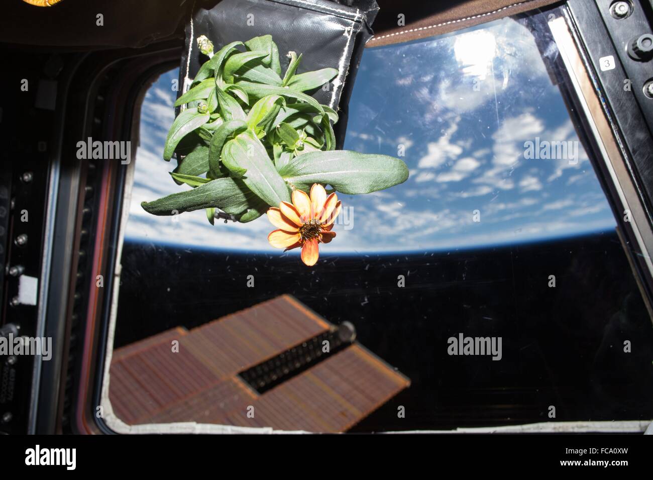A Zinnia flower blooms inside the Veggie facility onboard the ...