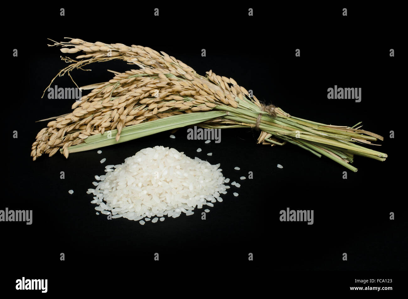 Rice baldo and branch Stock Photo - Alamy
