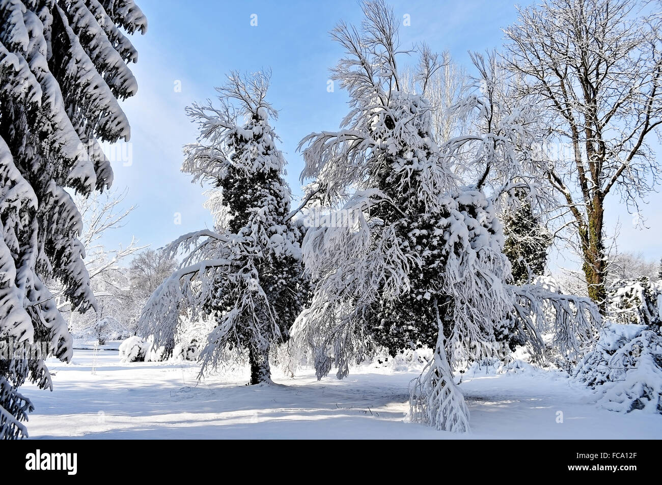 Winter scene with tree branches loaded with snow after heavy snowfall ...