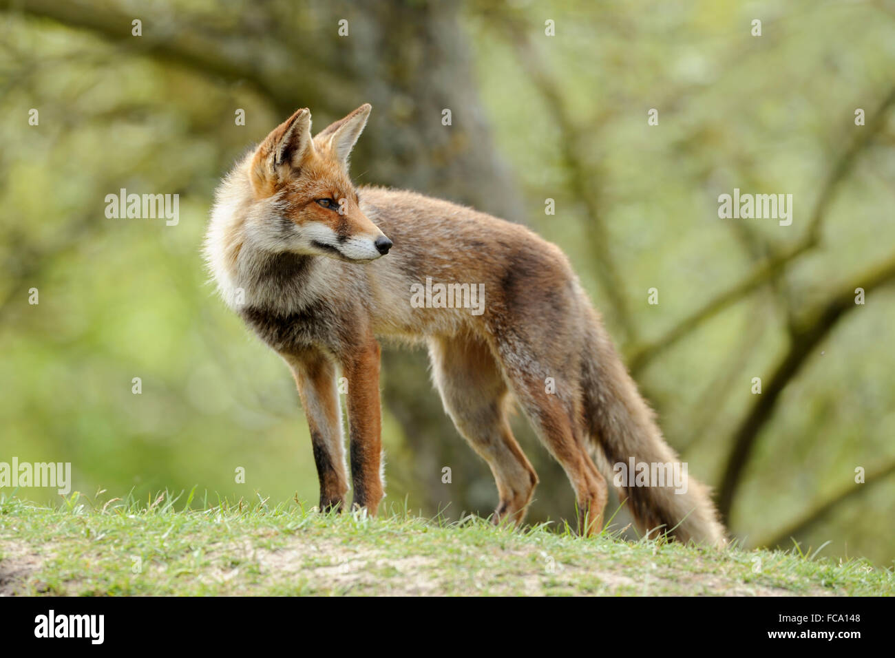 Red Fox ( Vulpes vulpes ) stands on a little hill, looks back over its ...