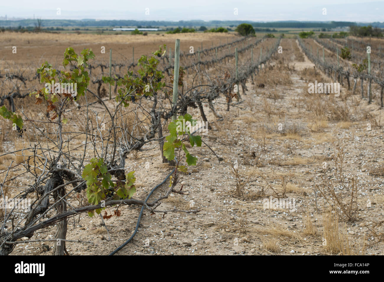 Poor harvest vineyards Stock Photo - Alamy