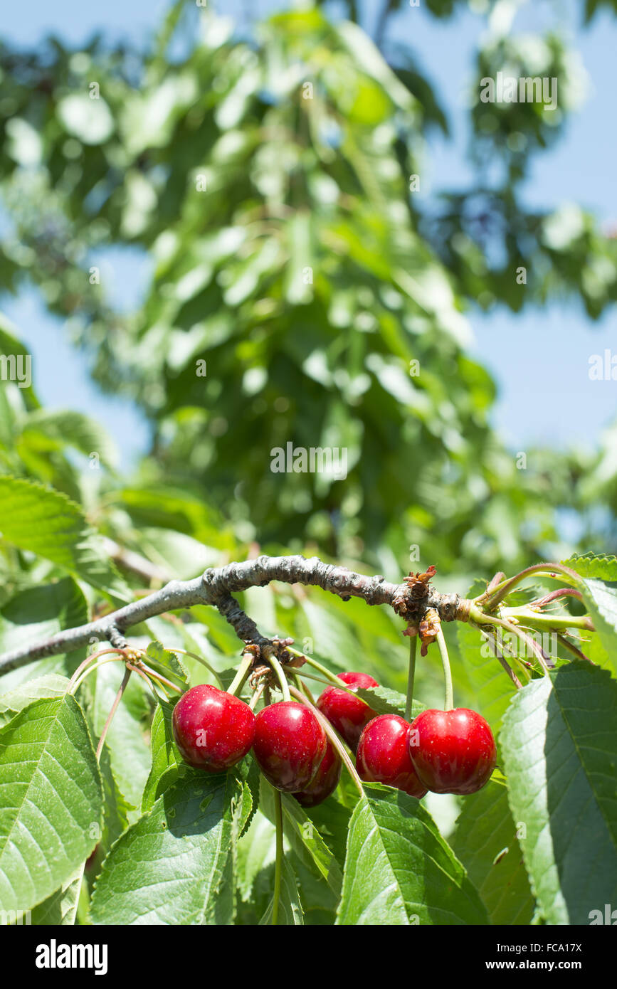 Twig with red cherries Stock Photo - Alamy