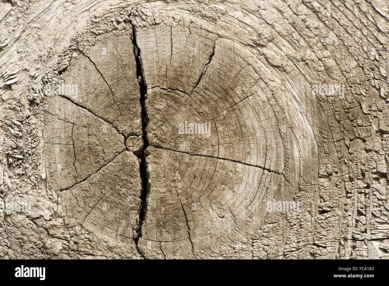 Rotting hardwood hi-res stock photography and images - Alamy
