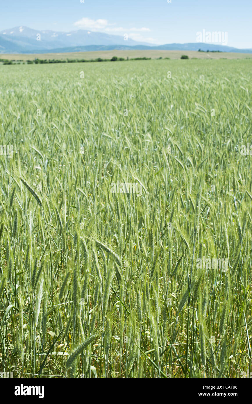 Green wheat field Stock Photo - Alamy