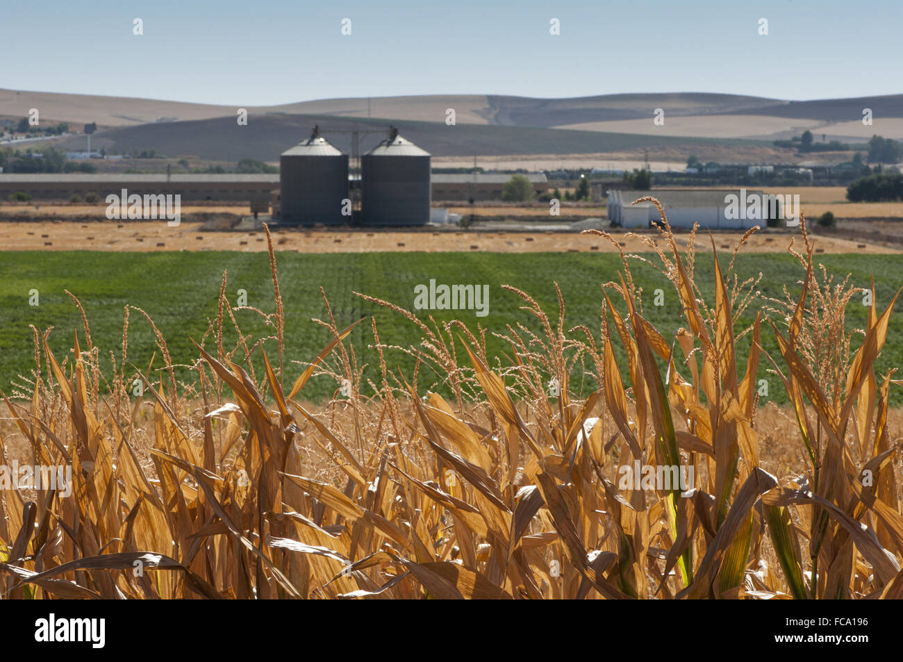 Corn plantation and processing plant factory Stock Photo - Alamy