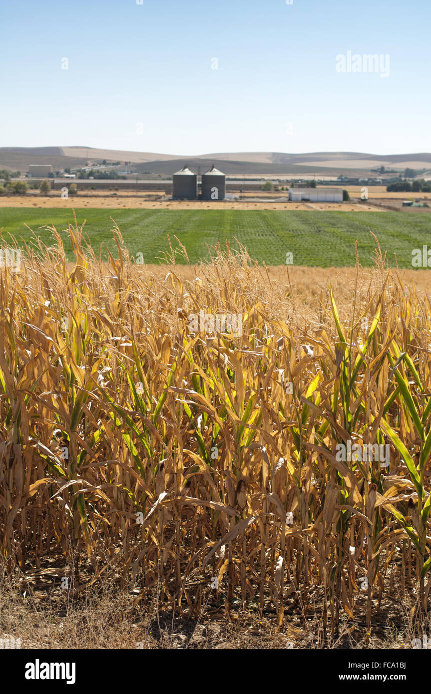 Corn plantation and processing plant factory Stock Photo - Alamy