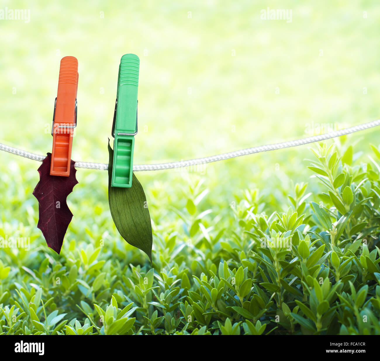 Autumn leaves on a rope Stock Photo - Alamy