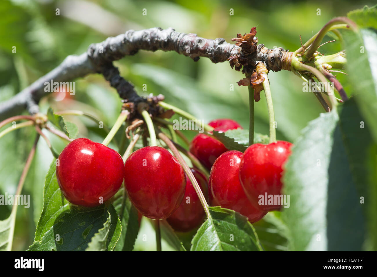 Twig with red cherries Stock Photo - Alamy