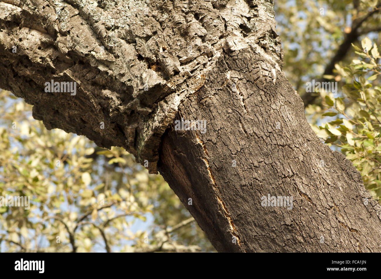 A corkwood tree Stock Photo - Alamy