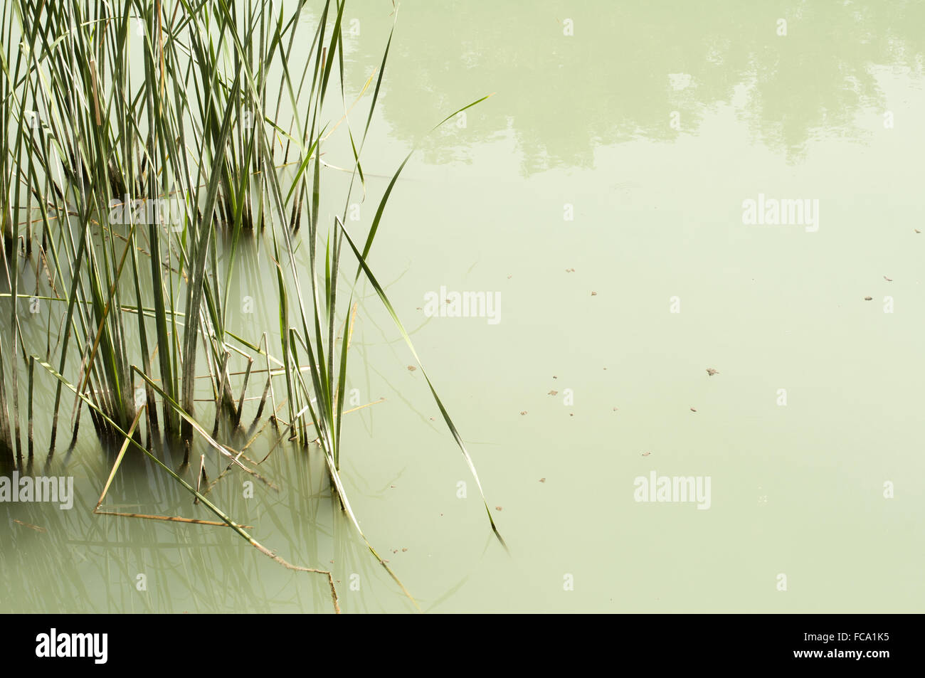 Cane in River Stock Photo - Alamy