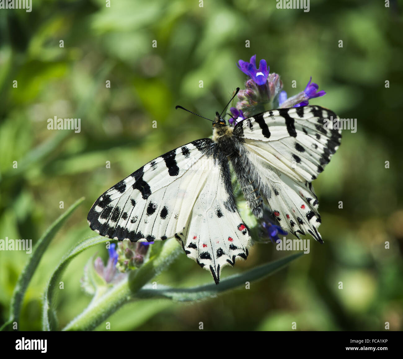 White butterfly with patterns Stock Photo - Alamy