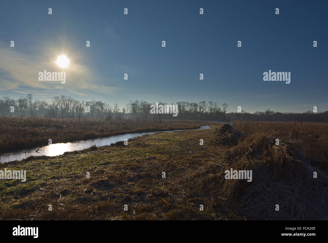 wetland stream woodland alder carr Stock Photo - Alamy